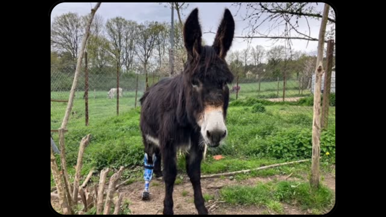 Une nouvelle prothèse pour Botter