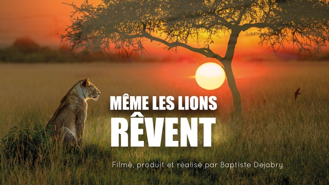 Même les lions rêvent (mon premier film 🎬) - Ulule