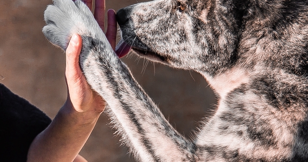 Formation Mediation Canine pour la cancerologie