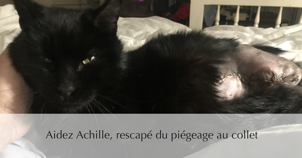 Achille, rescapé du piégeage au collet