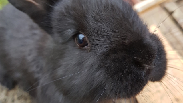 Sauvons les lapins de laboratoire