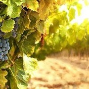 Jean-baptiste Renaud - Ulule