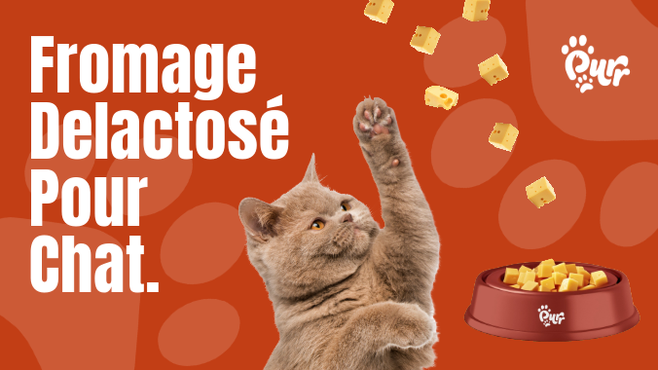 La marque qui fera kiffer vos chats 🐈