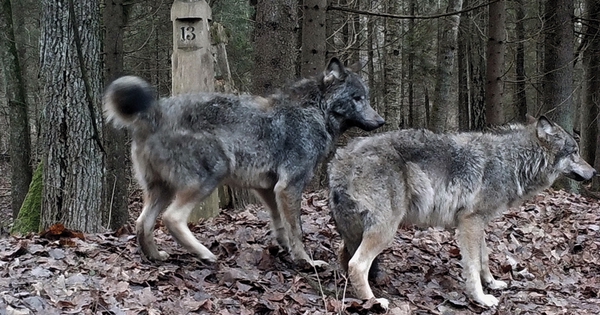 Soutenez la création d 'un livre exceptionnel sur le loup