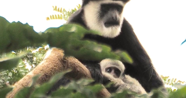 Help Solomon relocate colobus monkeys to safety