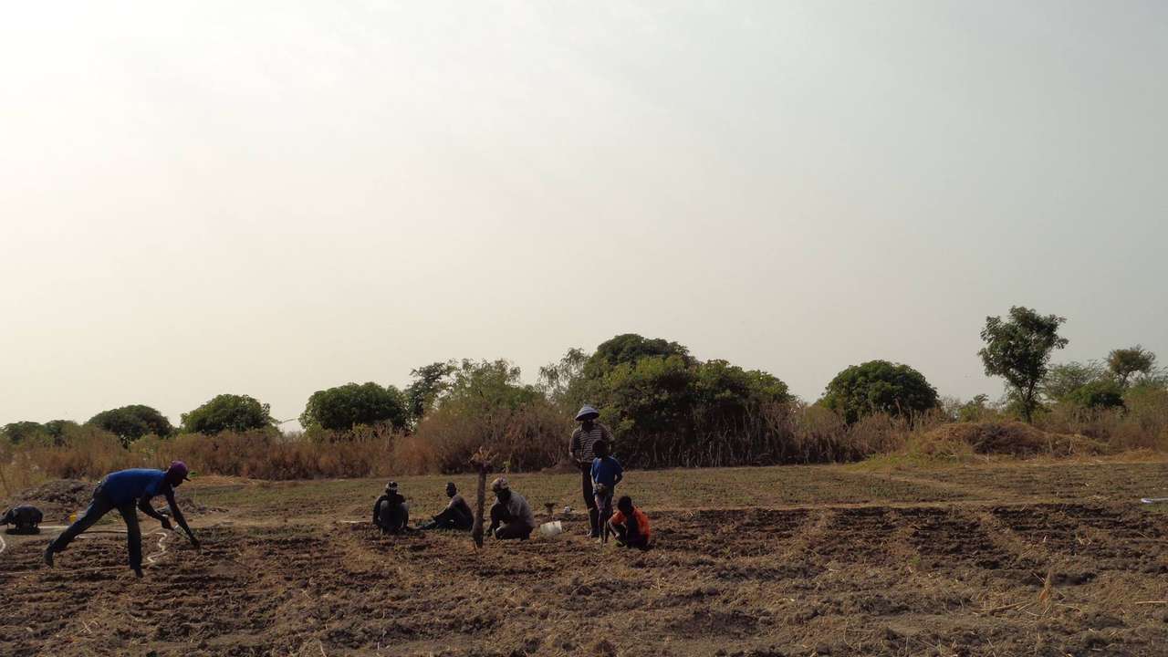 Jardins pédagogiques au Sénégal