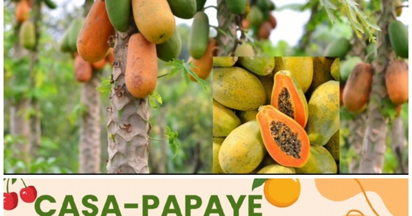 LA PAPAYE : DANS LA CASAMANCE EXOTIQUE (Sénégal) - Ulule