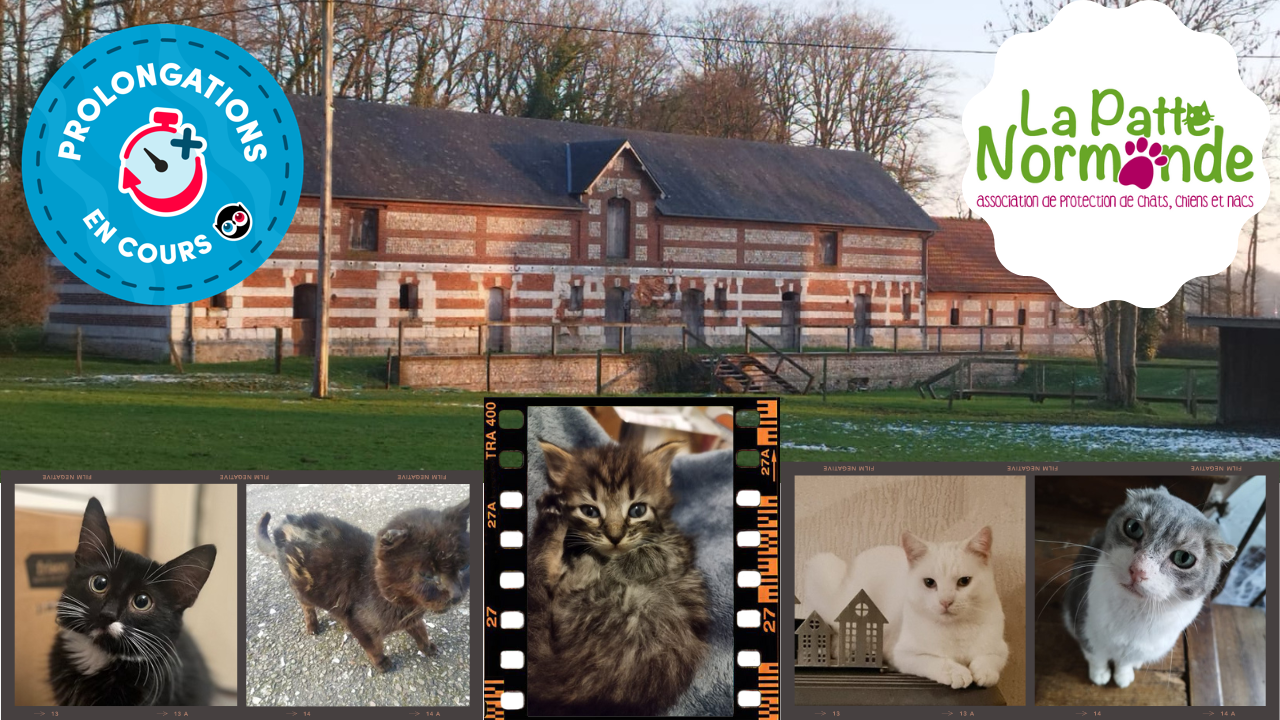 Un refuge pour les chats de la Patte Normande - Ulule