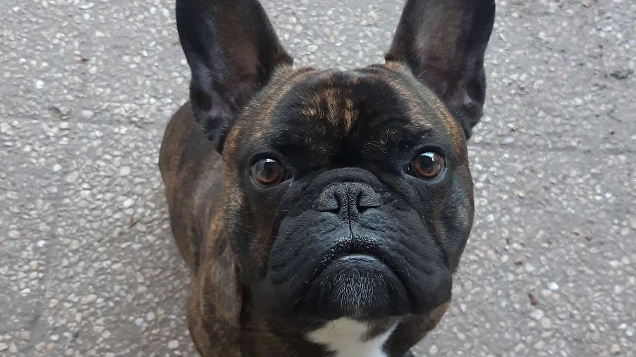 Collier inviolable et connecté : protégez votre chien du vol - Ulule