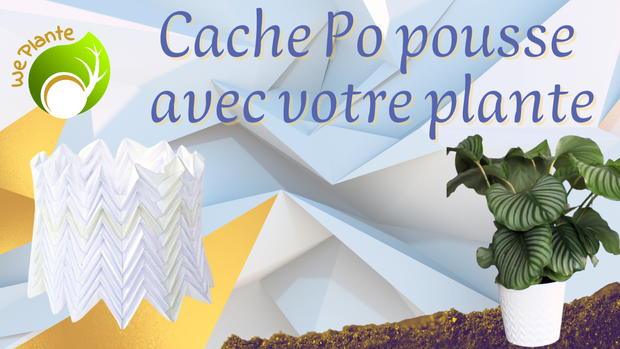 Cache Po: un design qui pousse avec la plante