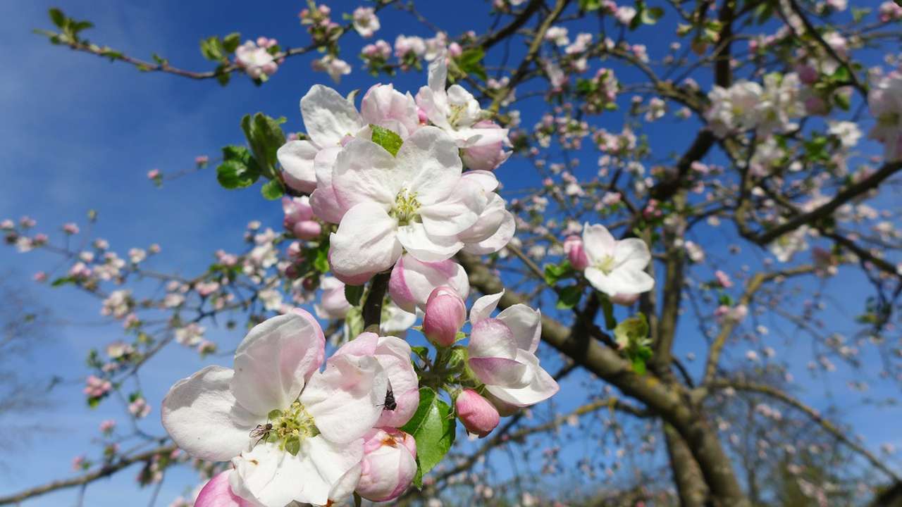 Calendrier Fleurs 2022 - Cartes de Voeux - Photos