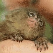 Numa Firefly - Ulule