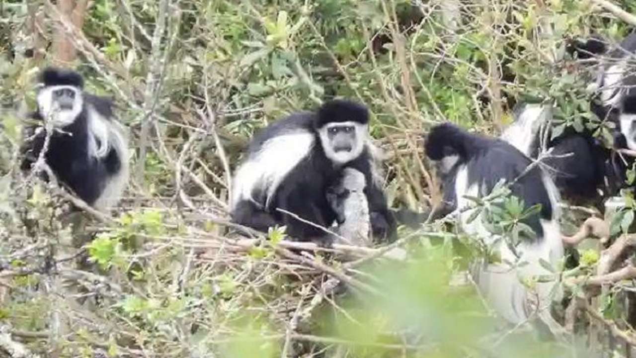 Help Solomon relocate colobus monkeys to safety