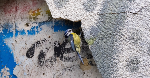 Paris Nature 20e : Le Peuple Invisible et Discret du 20e