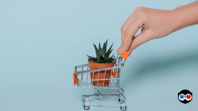 La fierté du cactus