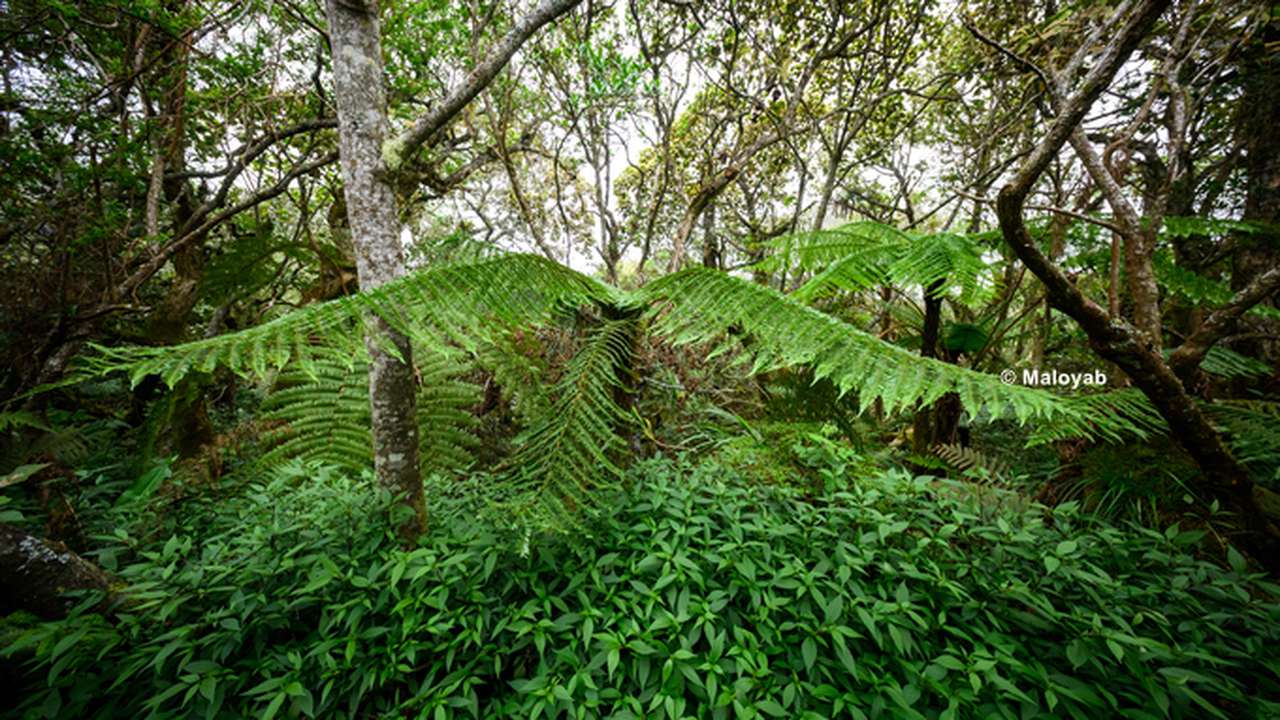Enregistrement d'une chanson et réalisation d'un clip