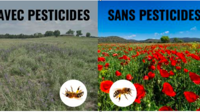 Réunions pesticides & alimentation