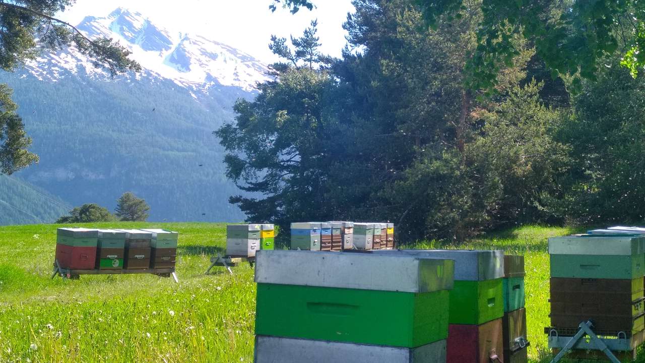 Apiculture Solidaire