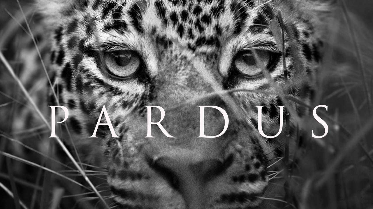 PARDUS - sur la trace du leopard