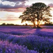 michelemuller - Ulule