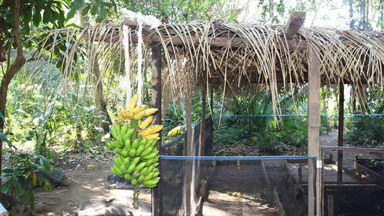 Reforestation - Pérou 2015