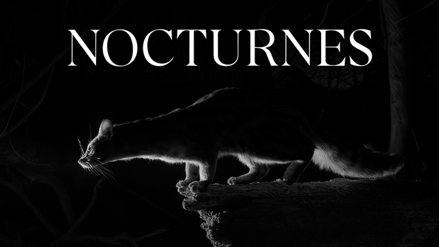 "NOCTURNES" - Éric Médard et Lucas Hobé