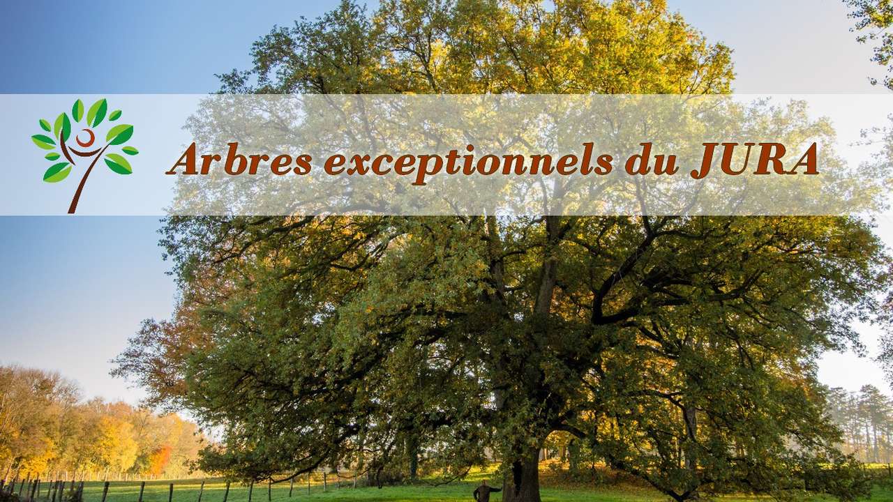 Arbres exceptionnels du Jura