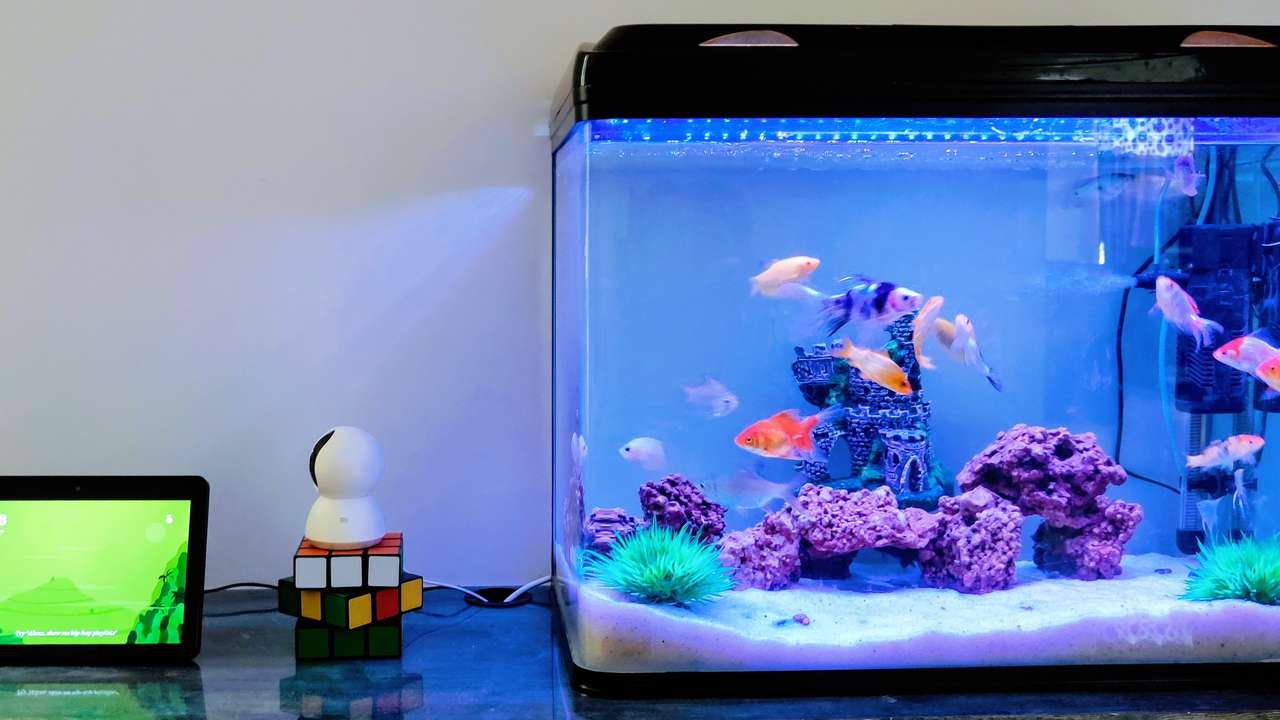 Eden : domotique pour aquarium