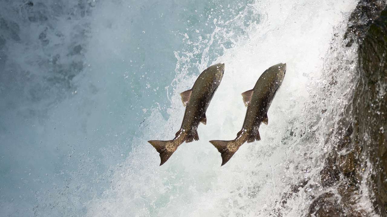 Décider que la Galerie Valeria Cetraro poursuive son travail