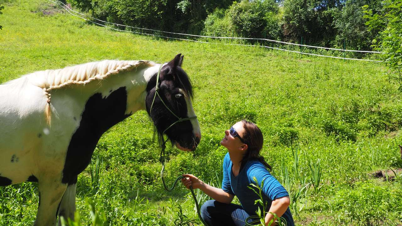Un cheval pour l'Equithérapie - Ulule