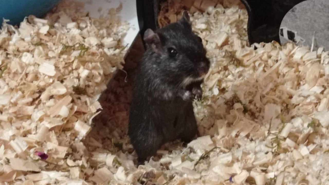 un lieu d'accueil pour les rongeurs de l'association