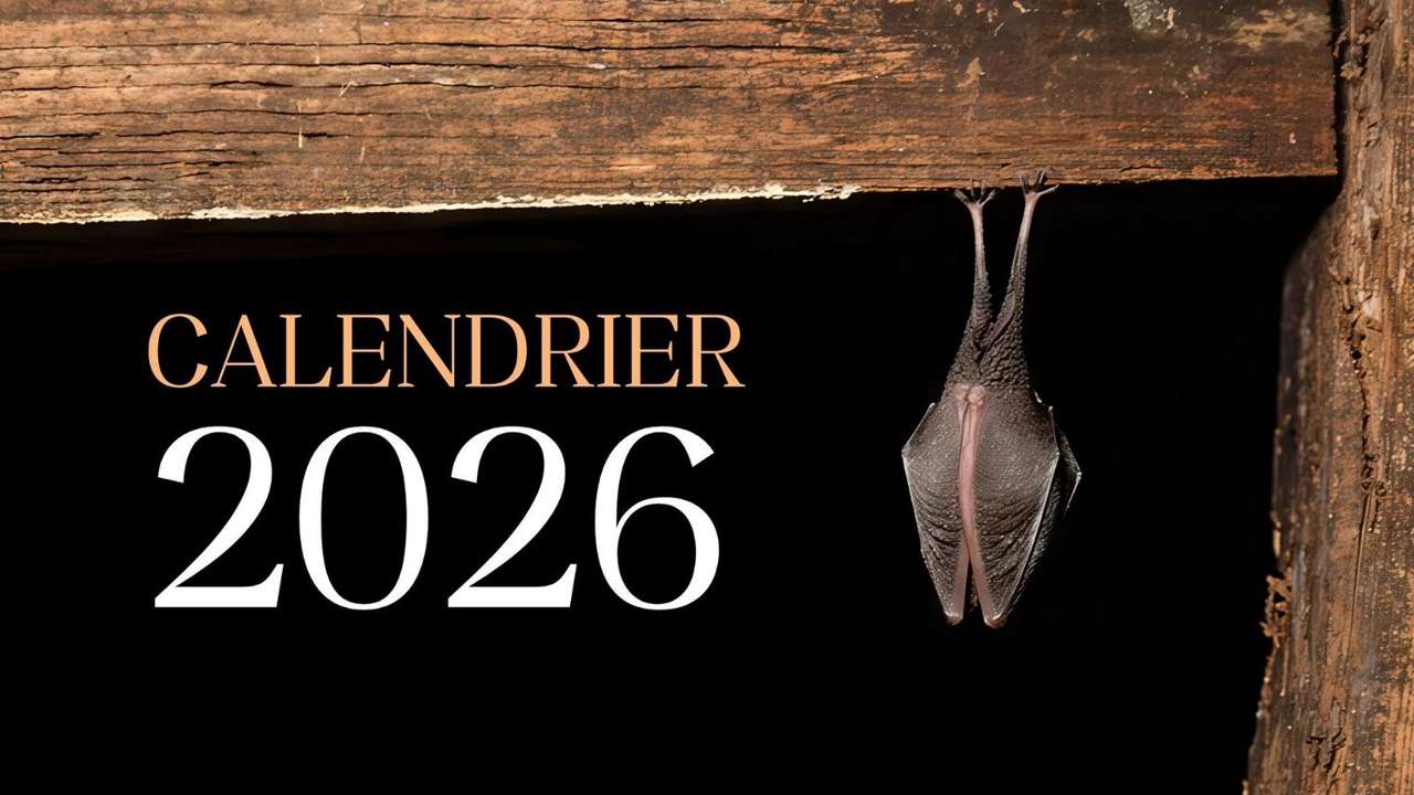 Calendrier 2026 - 100% Chauve-souris