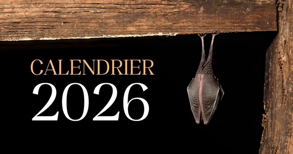 Calendrier 2026 - 100% Chauve-souris