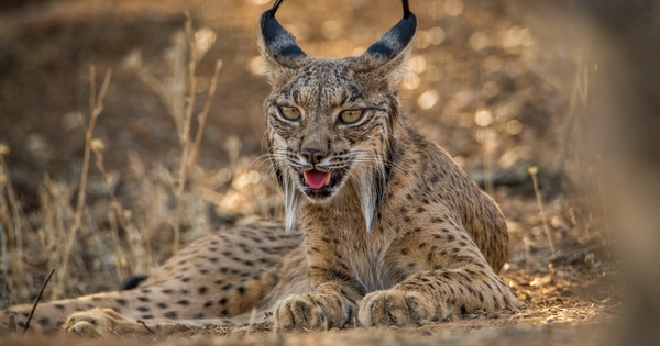 LYNX PARDINUS, RESILIENCE