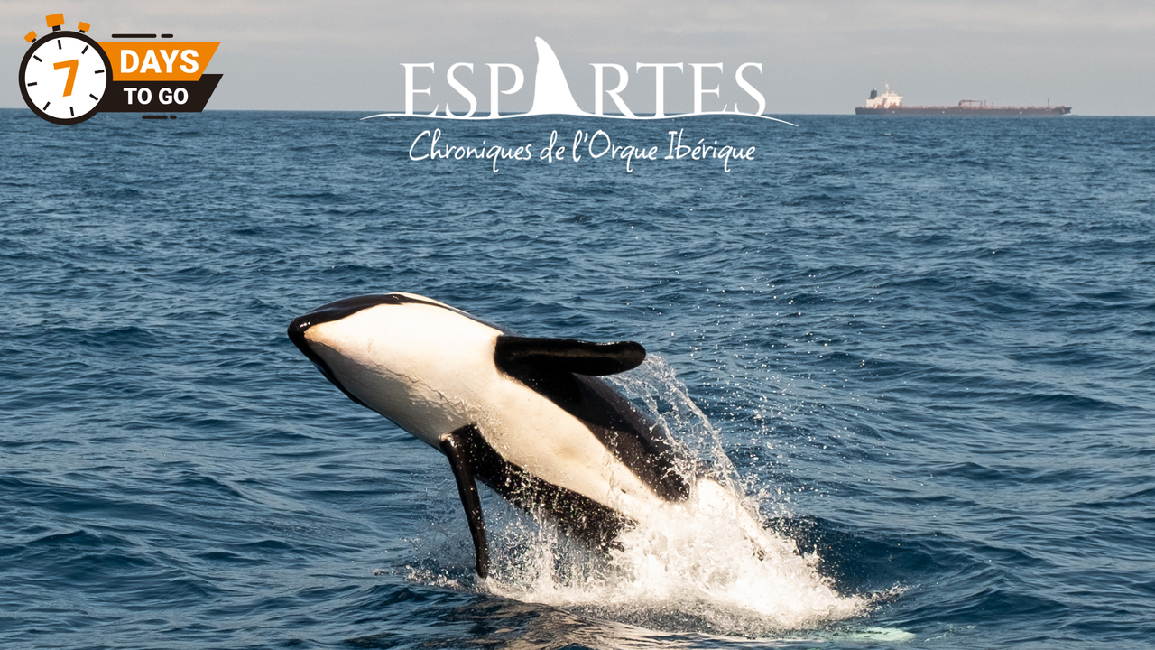 Aidez-nous à sauver l'Orque Ibérique - Ulule