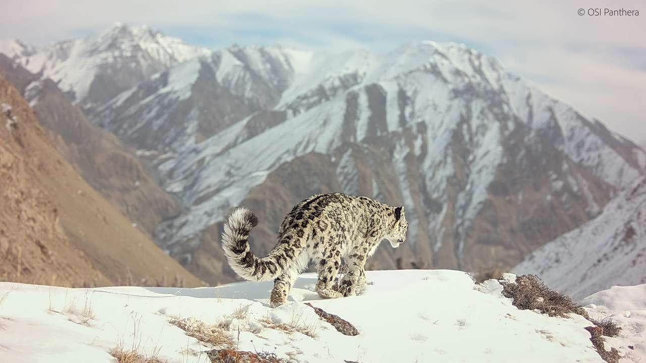 On the Tracks of the Snow Leopard in Kyrgyzstan