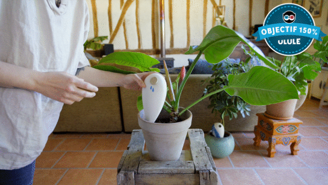 Niobé chouchoute vos plantes - Ulule