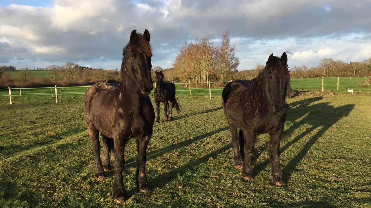 Thérapie avec le cheval - Ulule