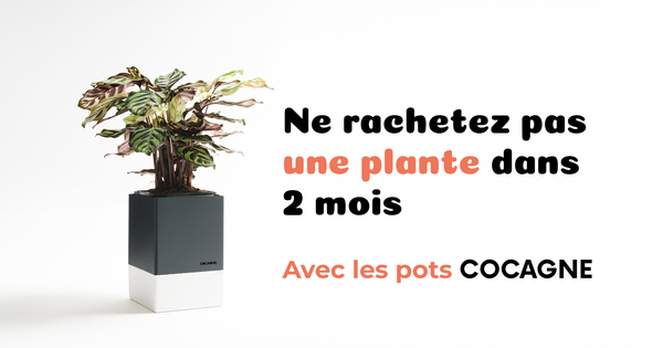 Avec les pots COCAGNE liberez vos plantes - Ulule