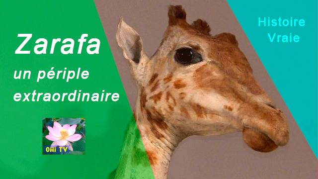 Zarafa, un périple extraordinaire