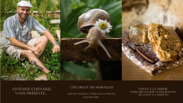 L'ESCARGOT DES MURAILLES