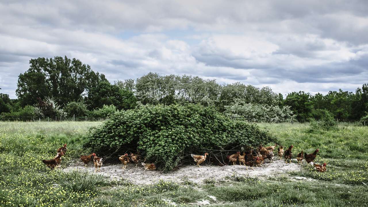 Un point de vente à la ferme de la poul'ô bio