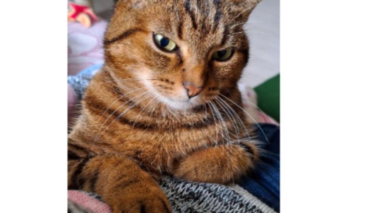 Aide pour l'opération de la masse cancéreuse de Soleil. 🐱 - Ulule