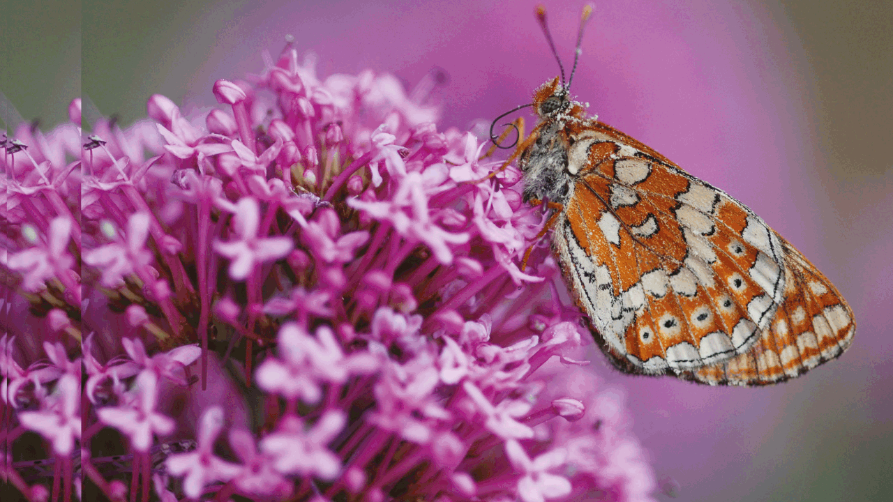 Papillons des Pyrénées Tome 1