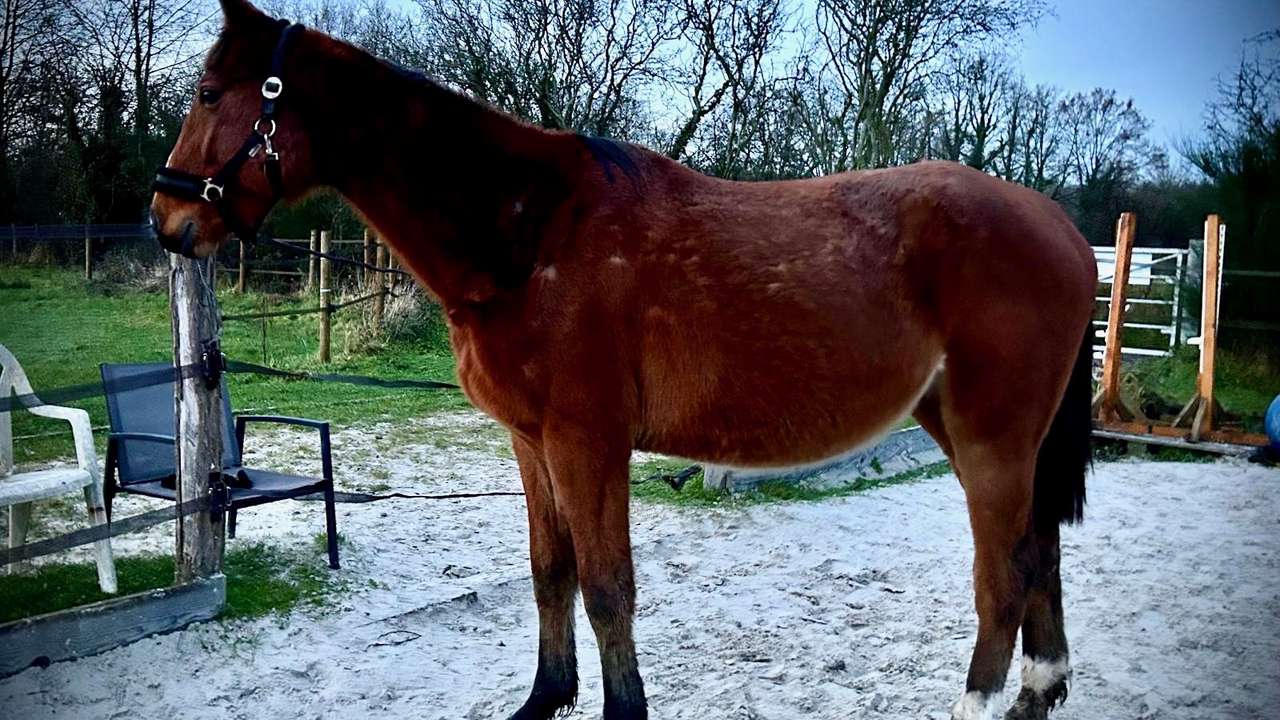 caval-horse