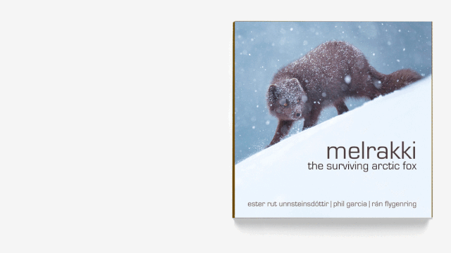 Melrakki, the surviving arctic fox