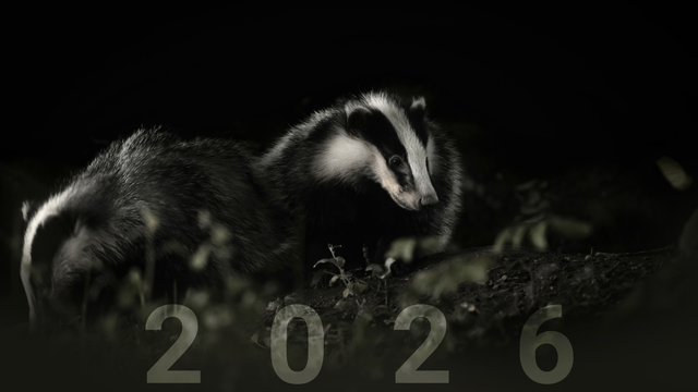 Calendrier 2026 | Ananda Joinet
