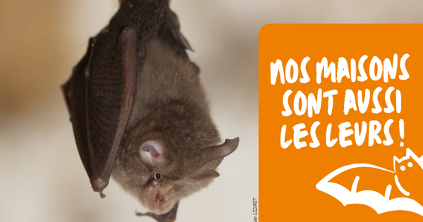 Rencontres départementales Chauves-souris & Bâti