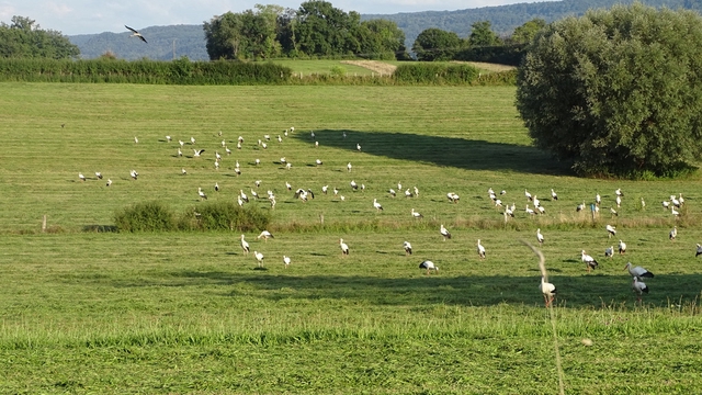 Protection de la forêt et de son écosystème.