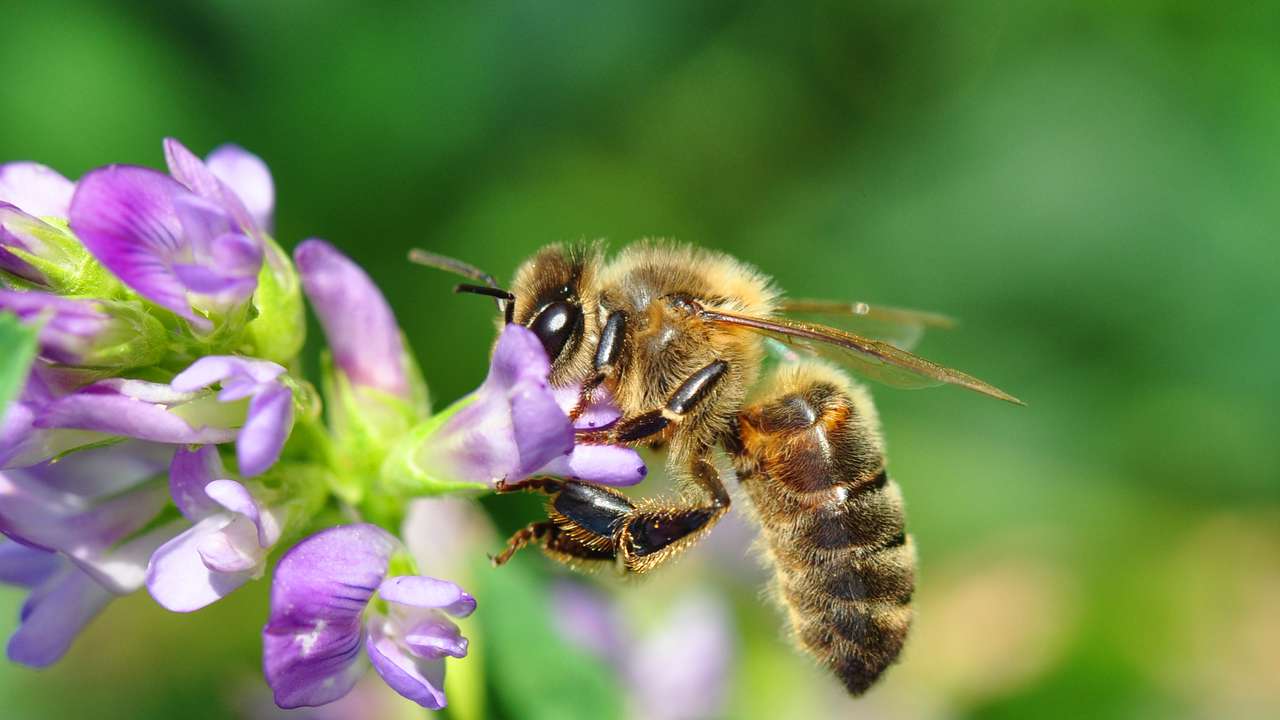 Pour sauvegarder les abeilles noires de provence!